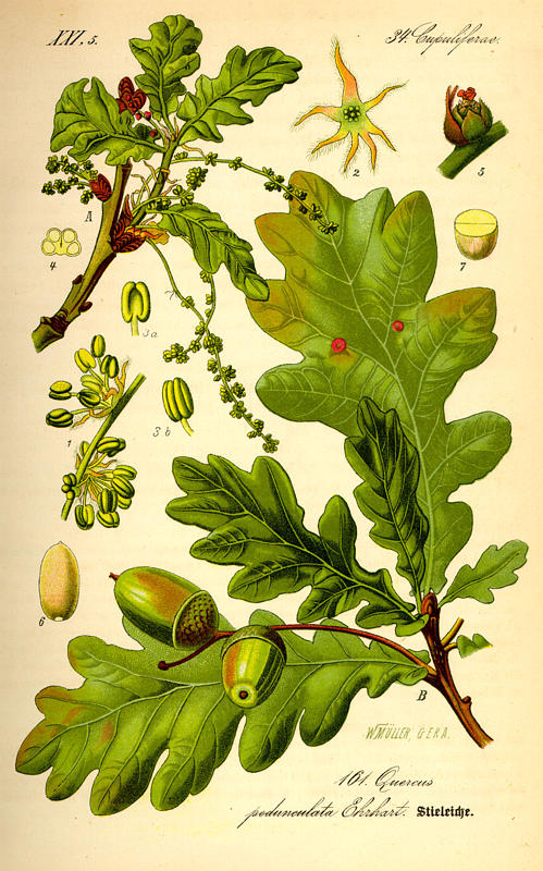 Dřeviny :: Lesní družstvo